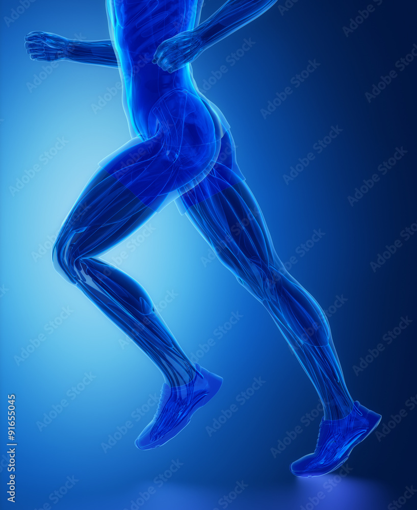 Leg muscles - human muscle anatomy Stock Photo | Adobe Stock