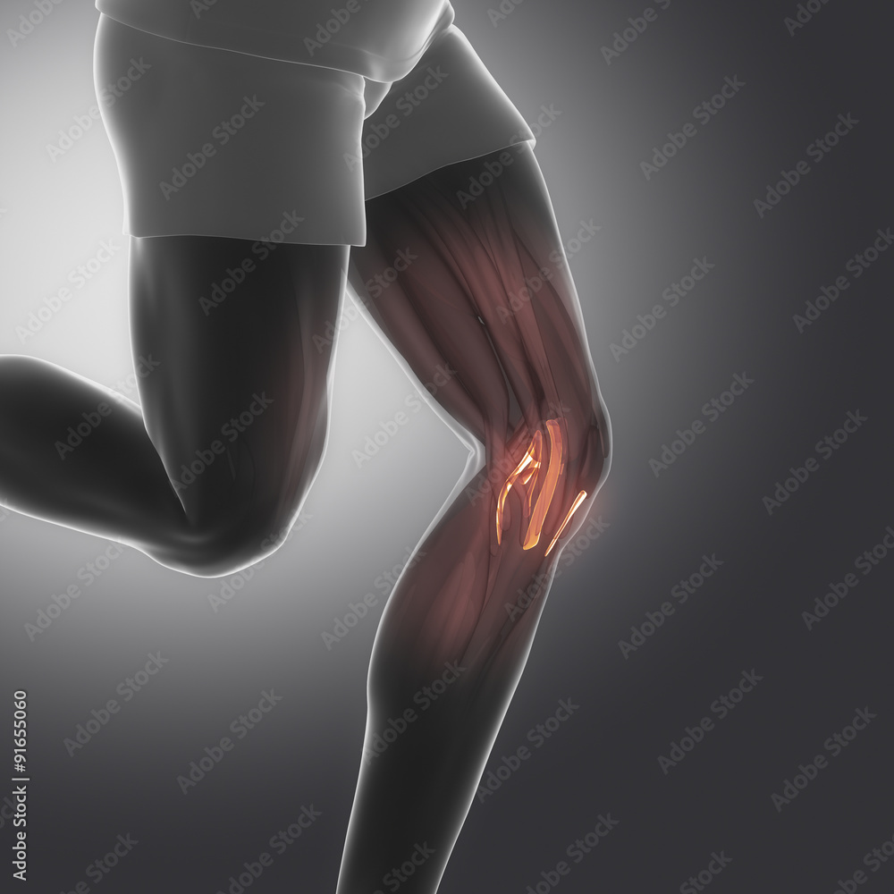 knee ligaments - human connective tissue anatomy Stock Illustration ...