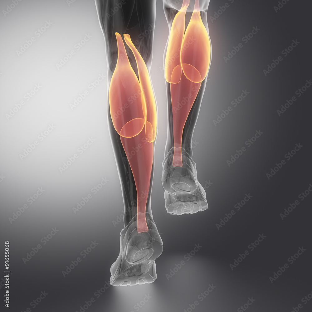 gastrocnemius - human muscle anatomy Stock Illustration | Adobe Stock