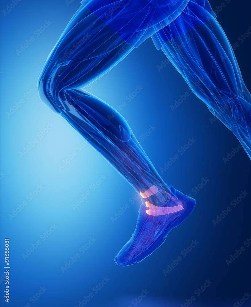 ankle ligaments - human connective tissue anatomy Stock Illustration ...