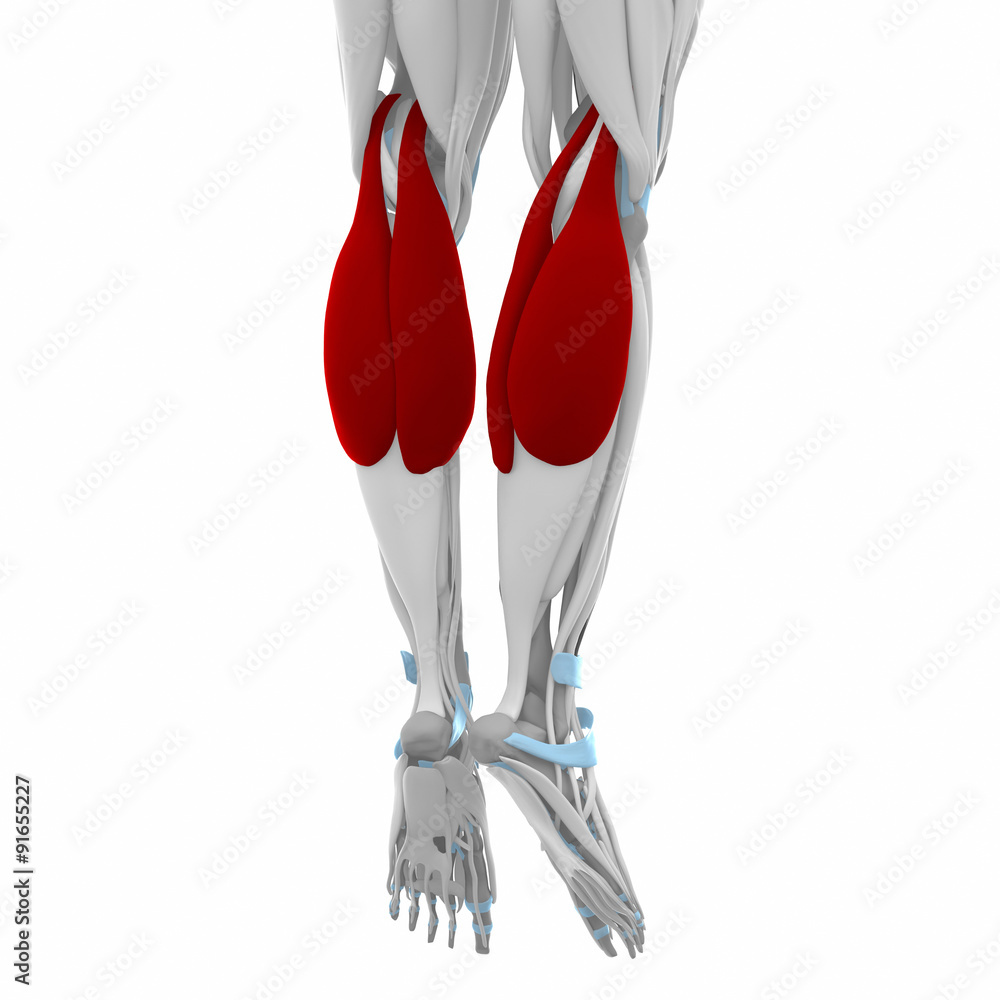 Gastrocnemius - Muscles anatomy map Stock Illustration | Adobe Stock