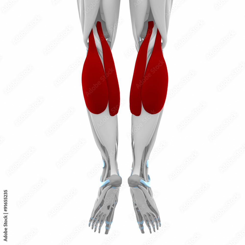 Gastrocnemius - Muscles anatomy map Stock Illustration | Adobe Stock