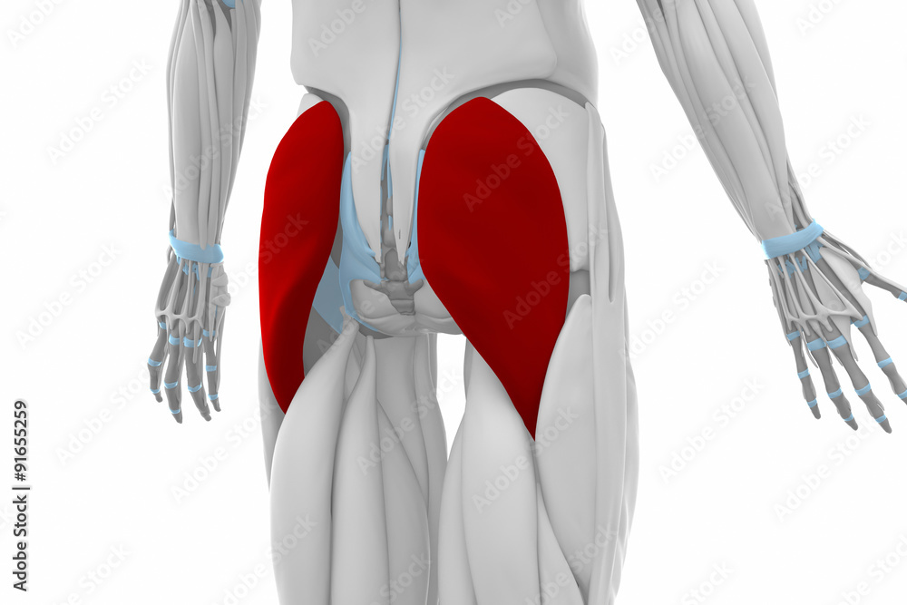 Gluteus maximus - Muscles anatomy map Stock Illustration | Adobe Stock