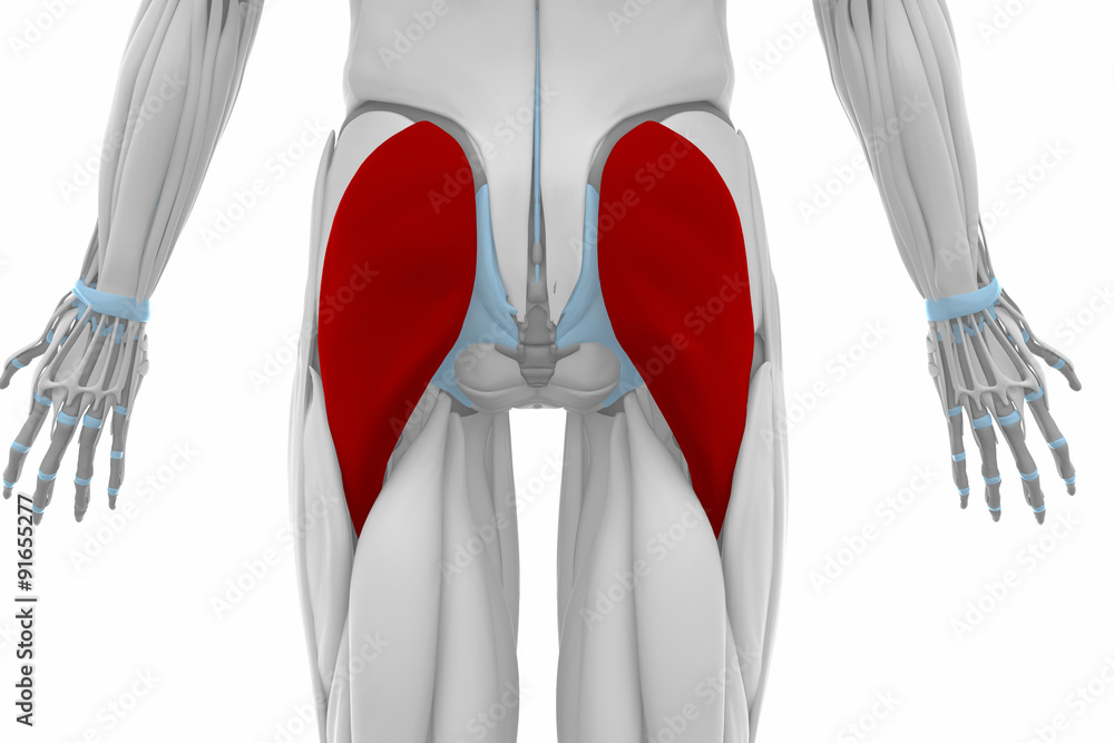 Gluteus maximus - Muscles anatomy map Stock Illustration | Adobe Stock