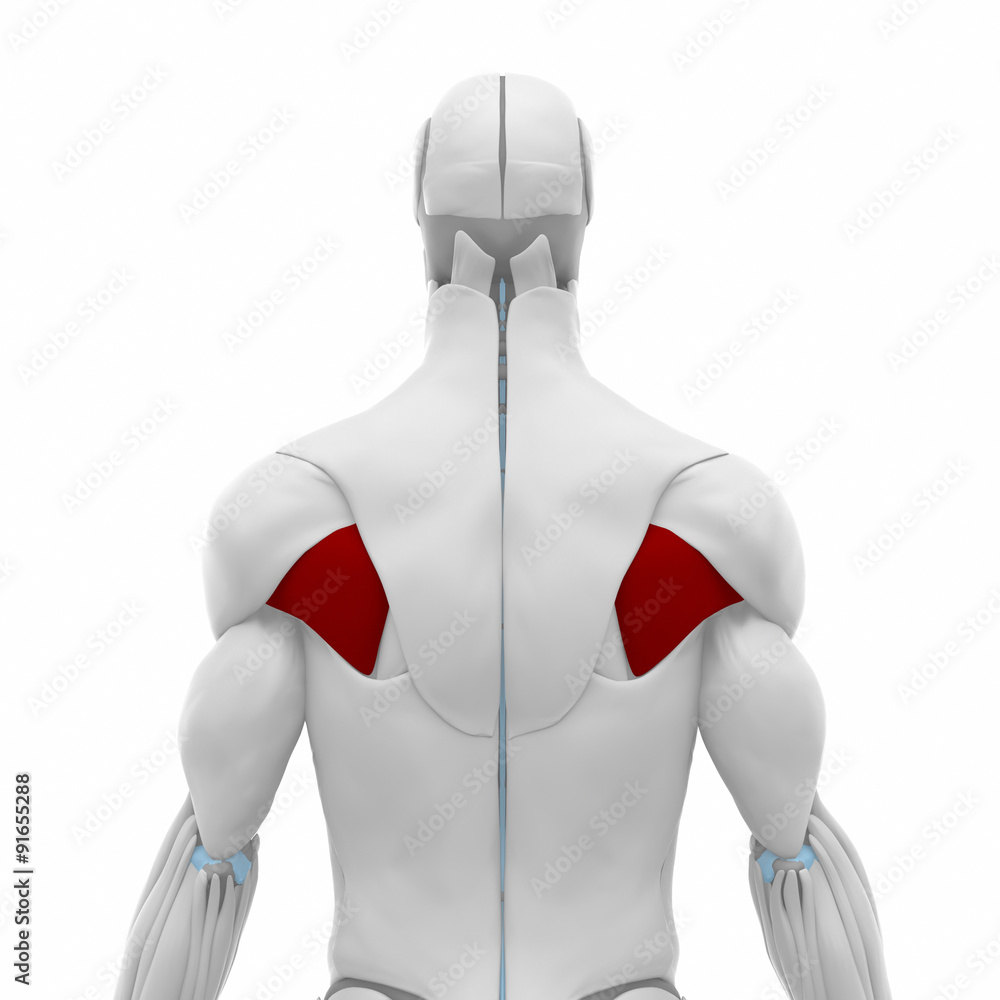 Infraspinatus - Muscles anatomy map Stock Illustration | Adobe Stock