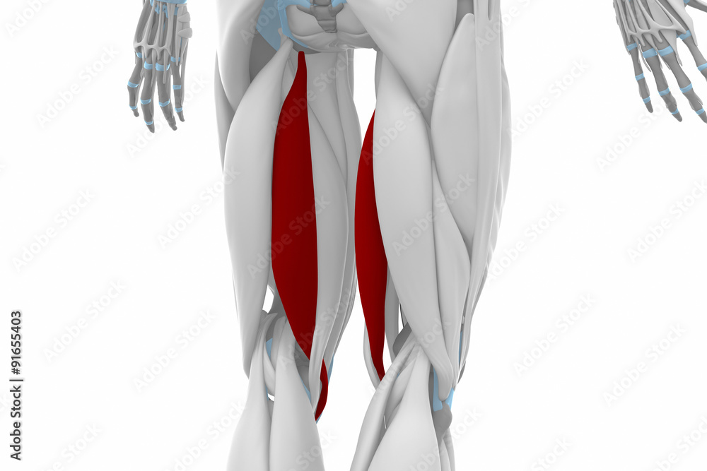 semitendinosus - Muscles anatomy map Stock Illustration | Adobe Stock