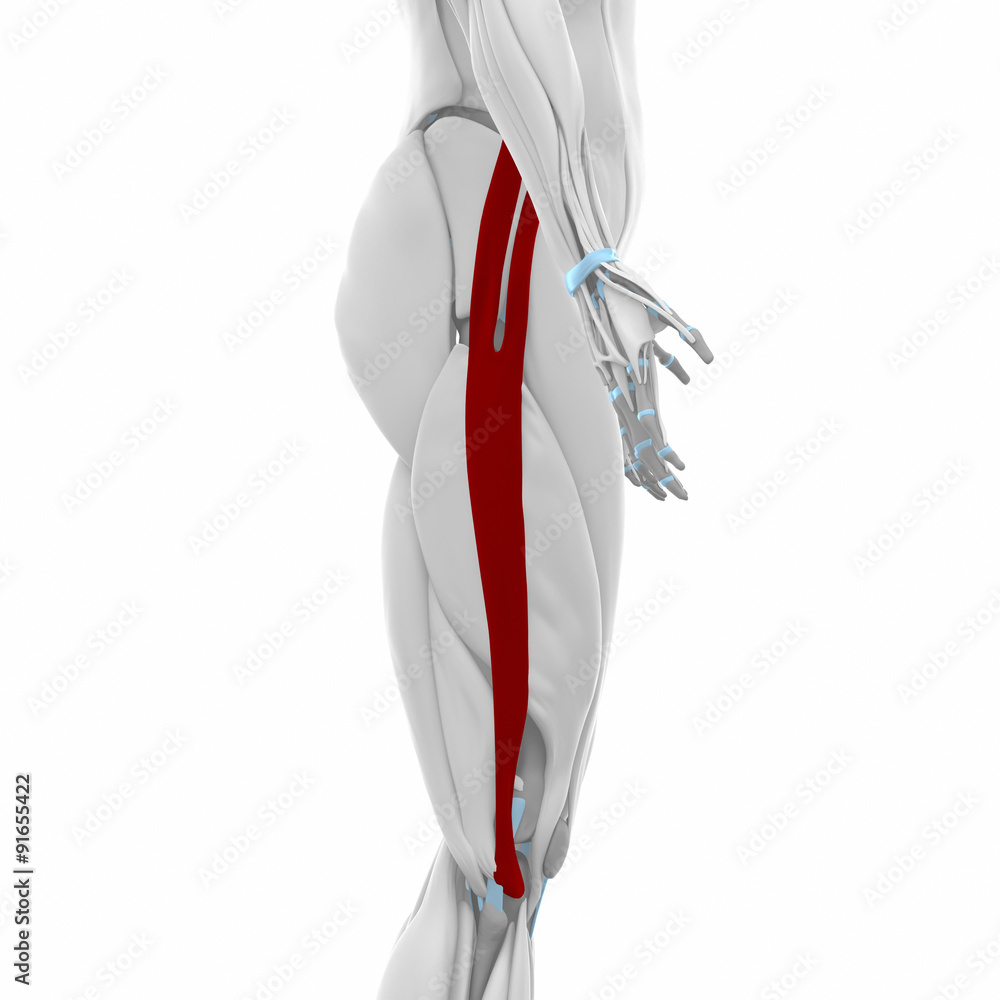 Iliotibial tract - Muscles anatomy map Stock Illustration | Adobe Stock