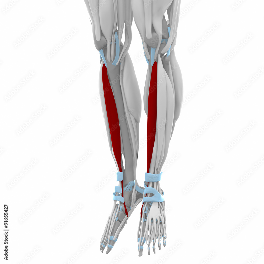 Tibialis Anterior Muscles Anatomy Map Stock Illustration Hot Sex Picture