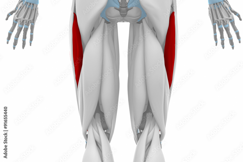 Vastus lateralis - Anatomy map muscles Stock Illustration | Adobe Stock