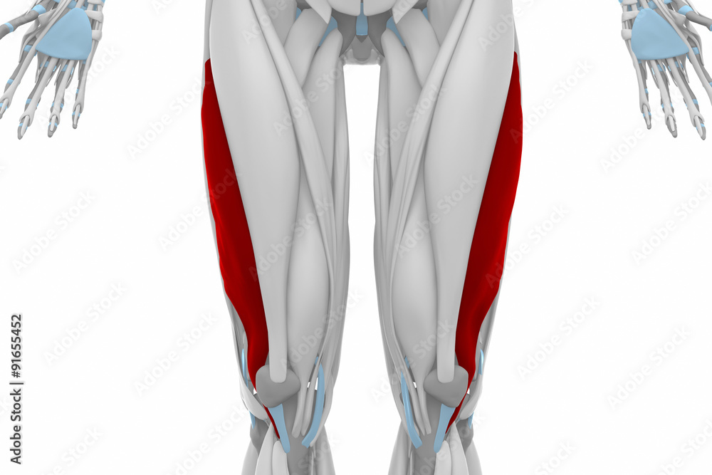 Vastus lateralis - Anatomy map muscles Stock Illustration | Adobe Stock
