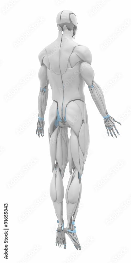 Muscles anatomy map ready for muscle layer from my library Stock ...