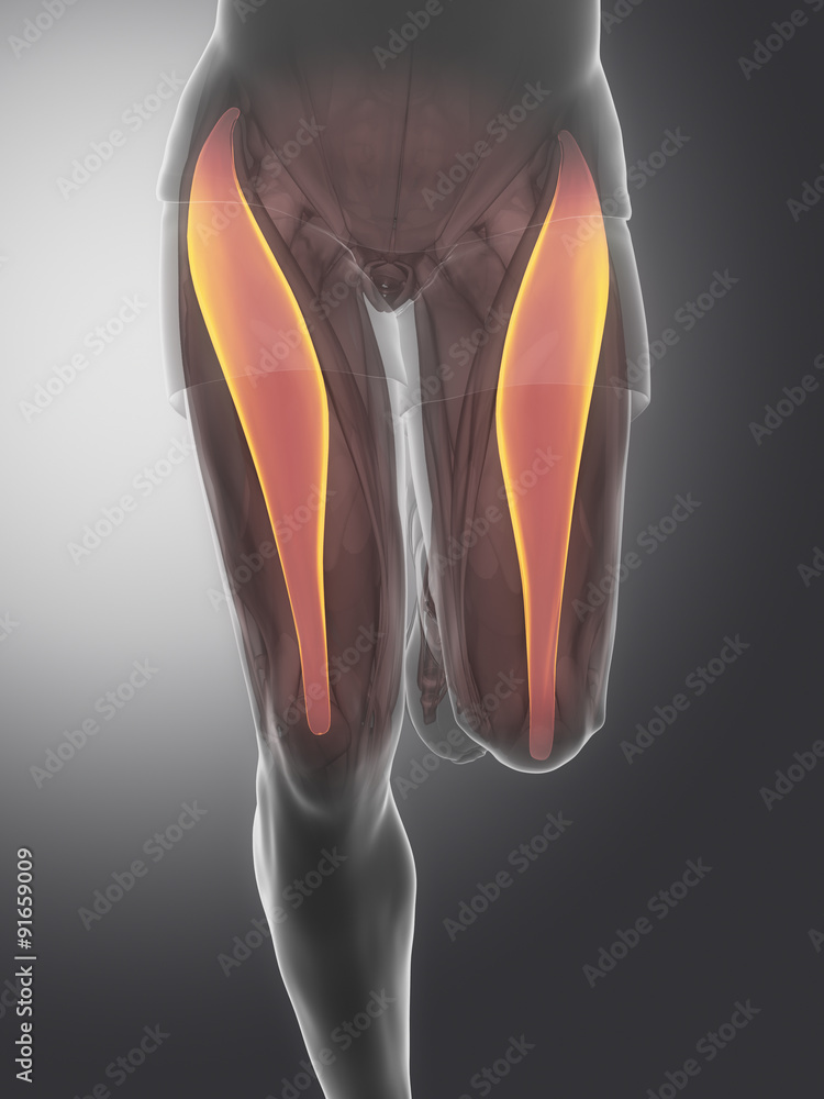 Rectus femoris - human muscle anatomy Stock Illustration | Adobe Stock