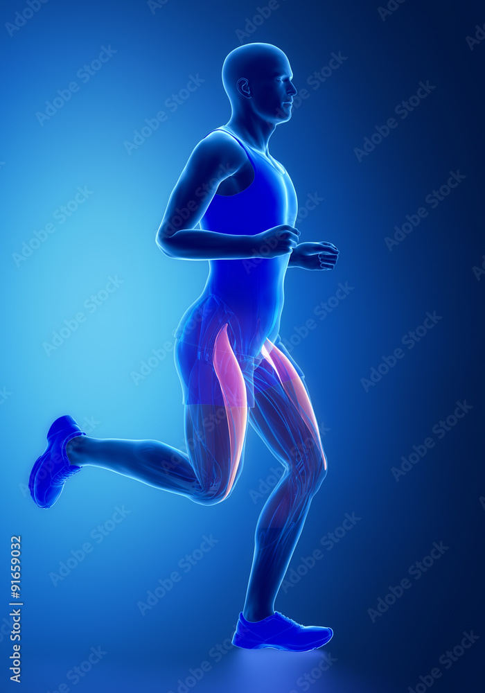 Rectus femoris - human muscle anatomy Stock Illustration | Adobe Stock