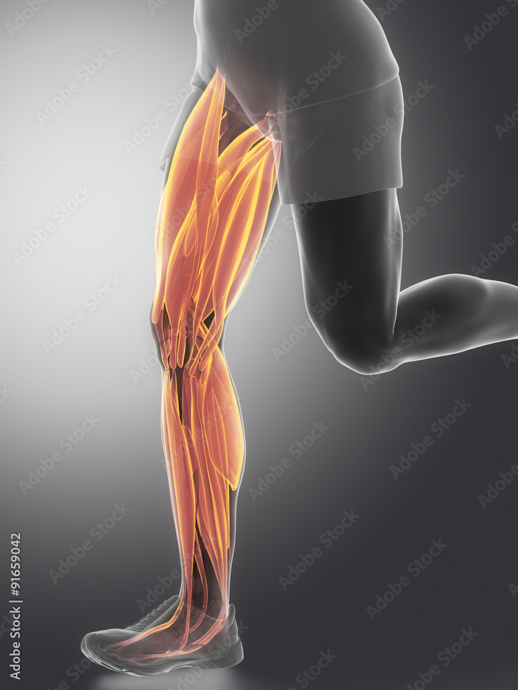 Leg muscles - human muscle anatomy Stock Illustration | Adobe Stock