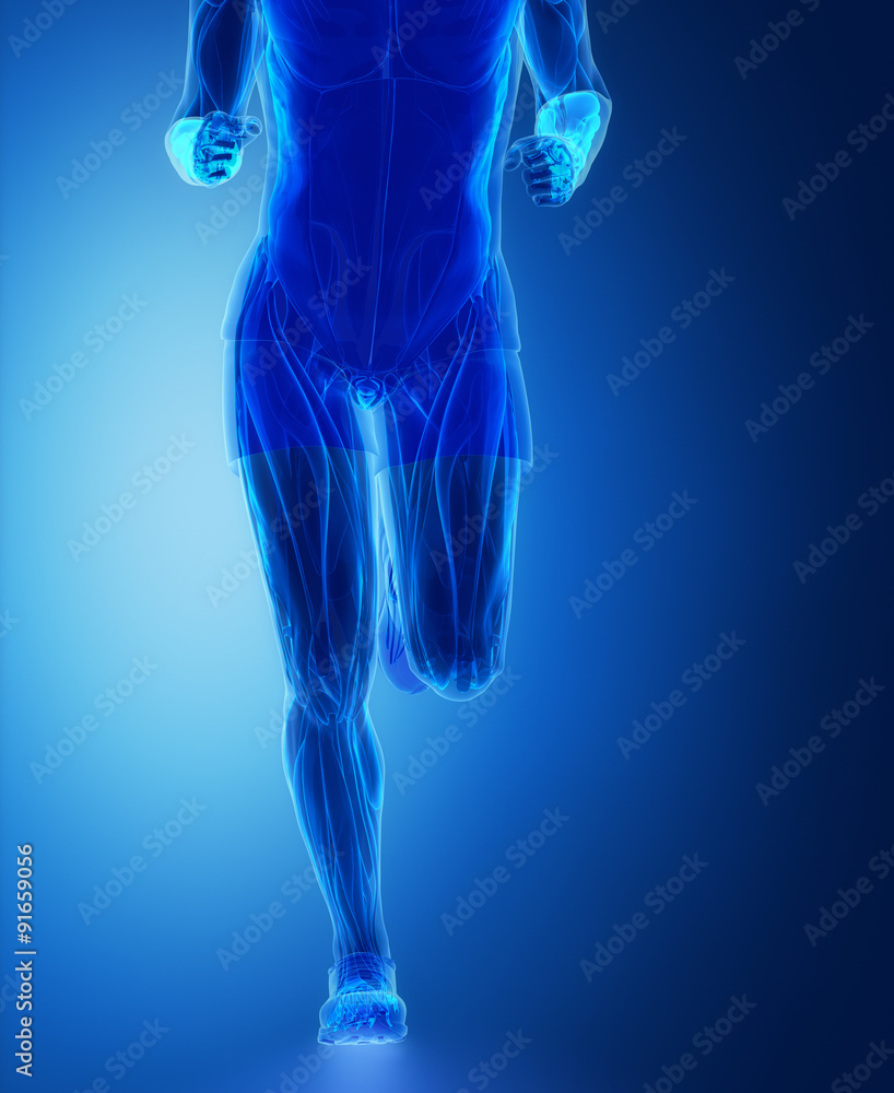 Leg muscles - human muscle anatomy Stock Illustration | Adobe Stock