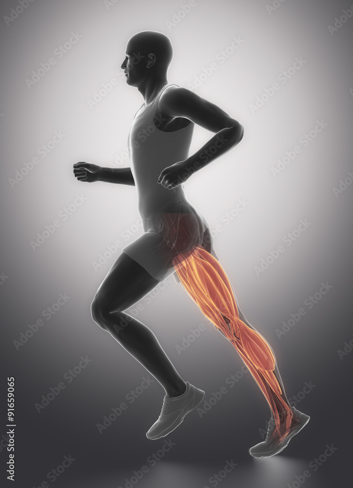 Leg muscles - human muscle anatomy Stock Illustration | Adobe Stock