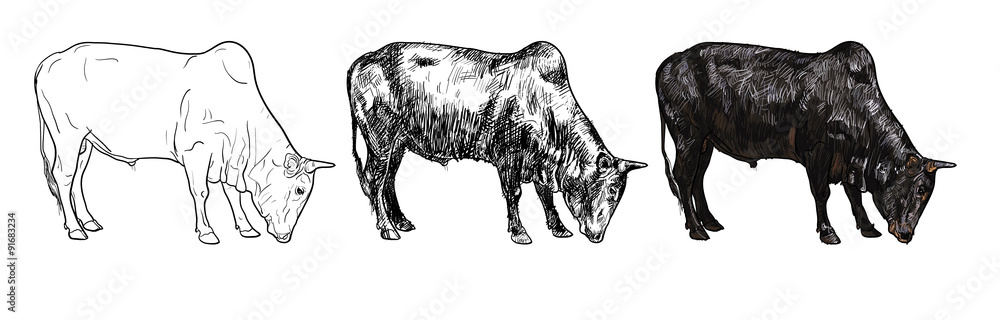Drawing of ox Stock Vector | Adobe Stock