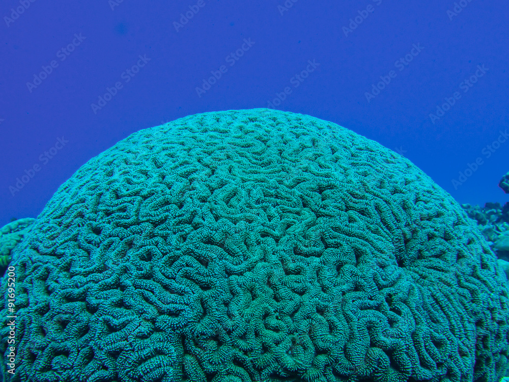 Massive Coral