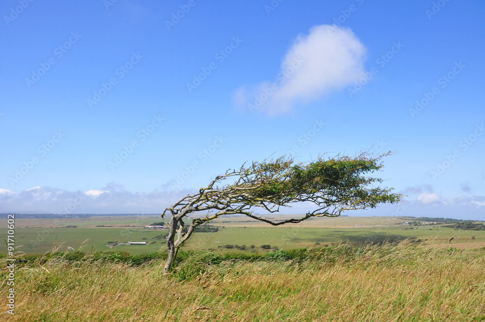 Bent and windswept Tree Shaped by Constant Wind Stock Photo | Adobe Stock