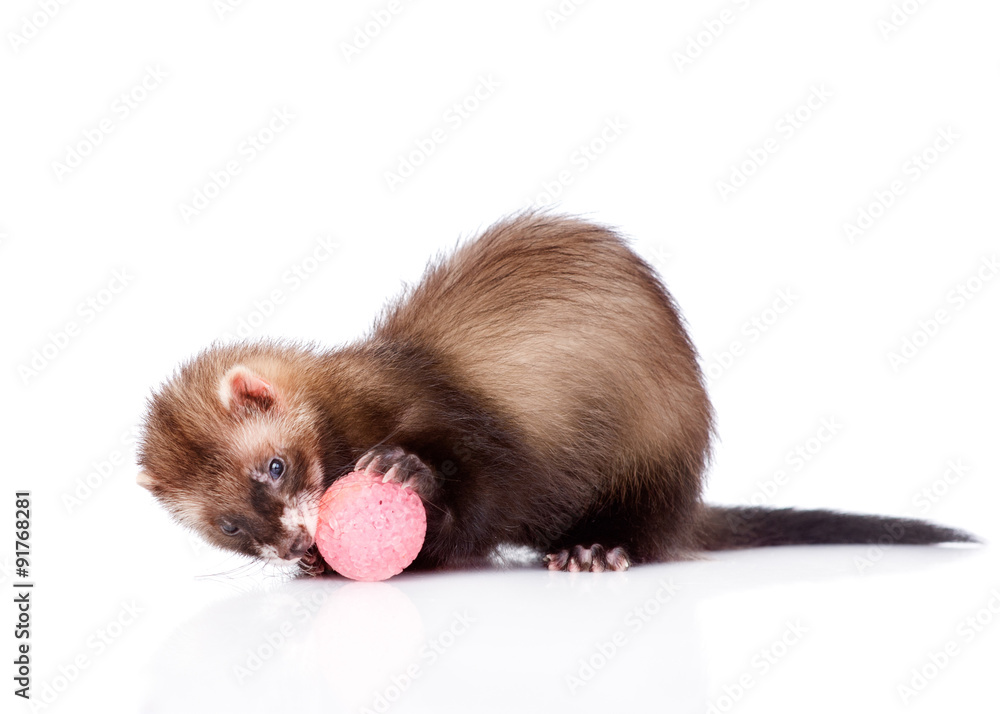 ferret playing with a ball. isolated on white background Stock Photo ...