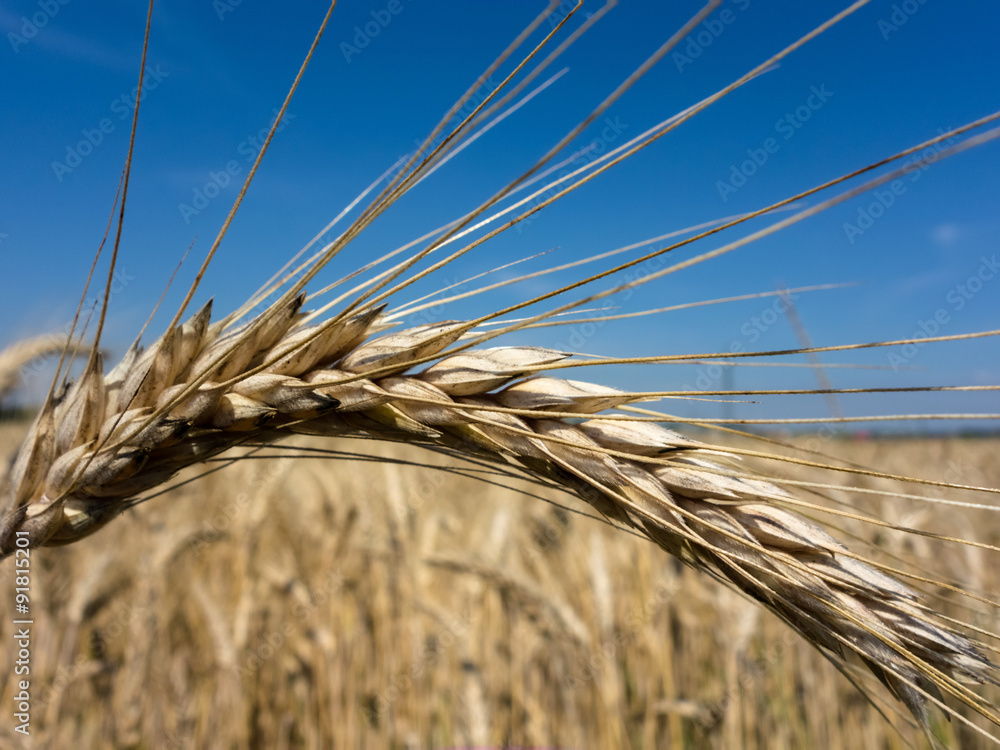 Weizenfeld Stock-Foto | Adobe Stock