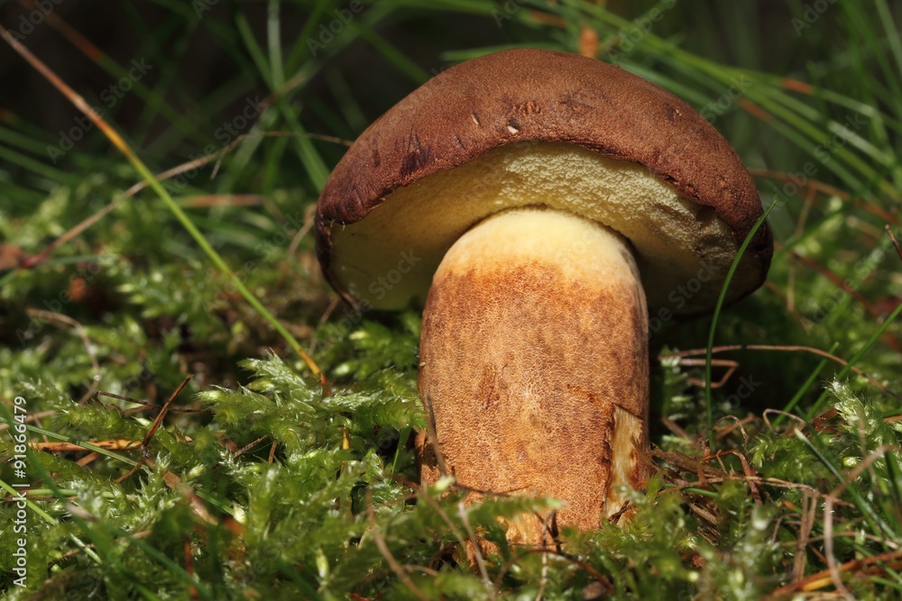Mushroom Boletus pinophilus (pine bolete, pinewood king bolete) in the ...