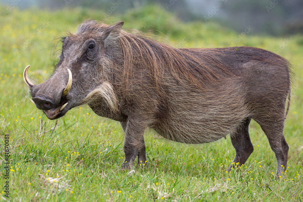 Warthog Portrait Stock Photo | Adobe Stock