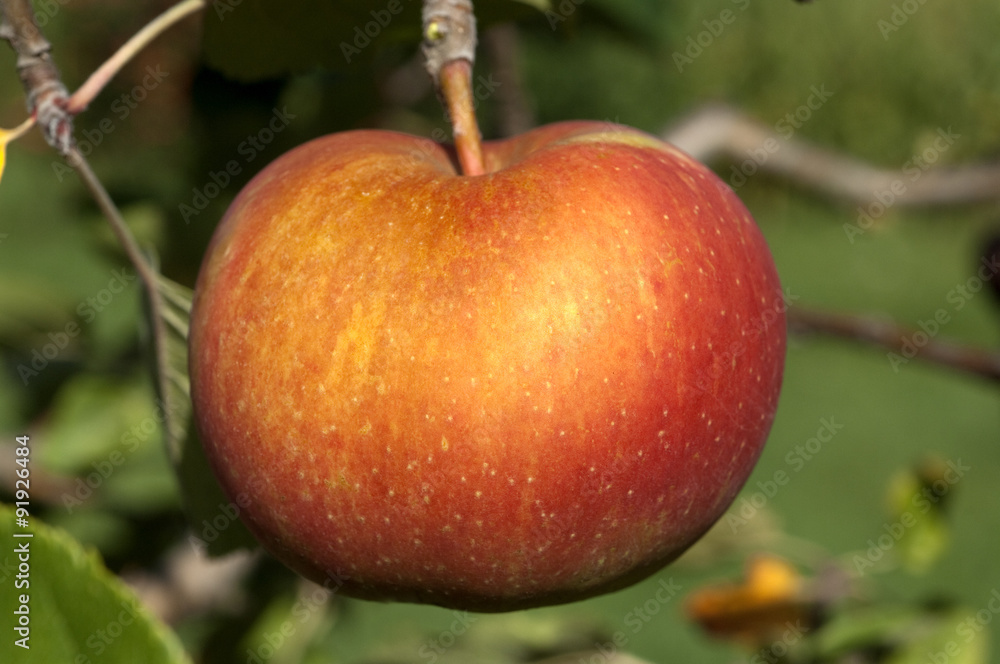 Boskoop, Boskop, Winter-Apfel, Stock-Foto | Adobe Stock