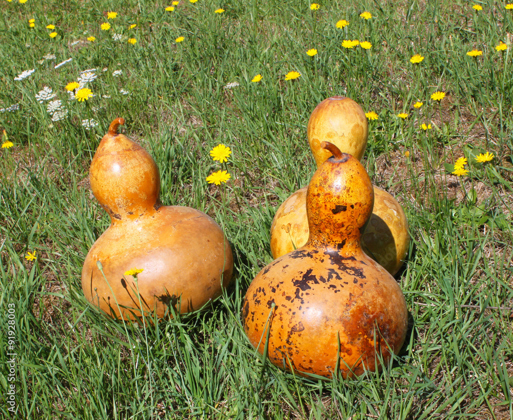 coloquinte Photos | Adobe Stock