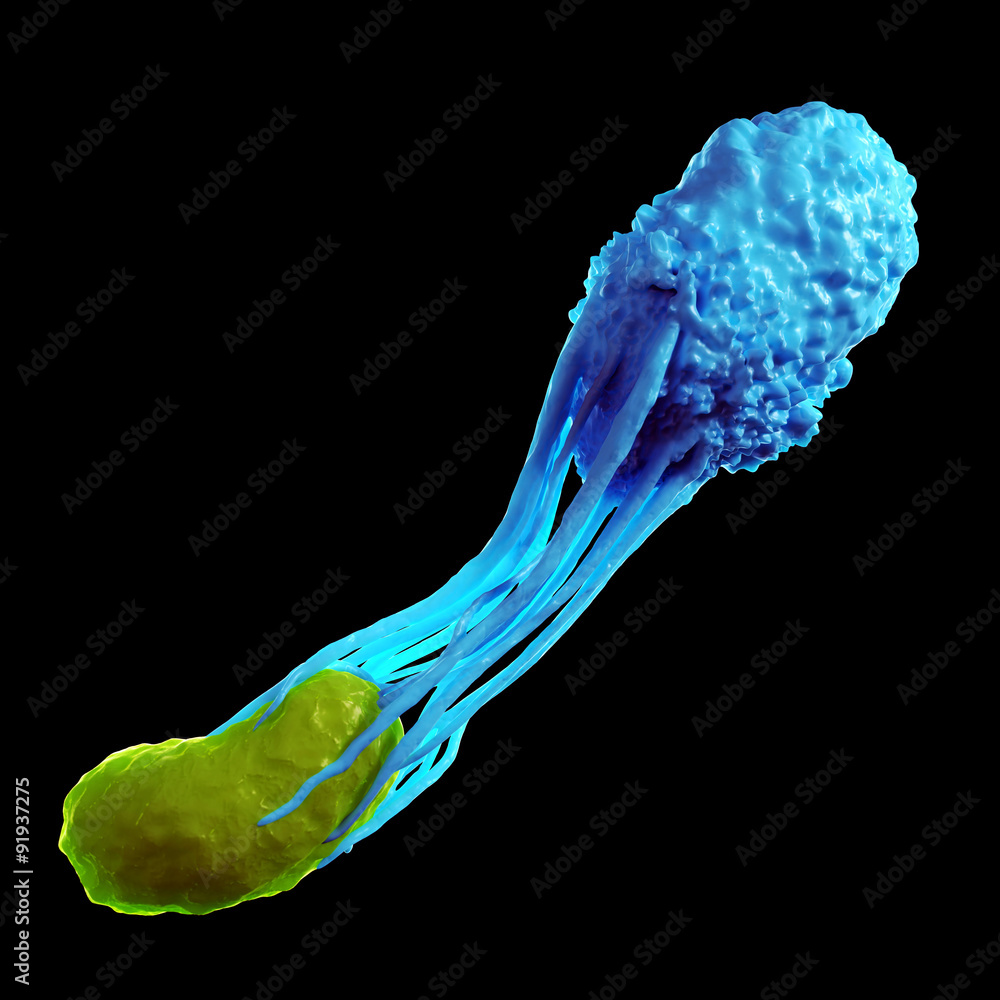 medically accurate illustration of a white blood cell engulfing a ...