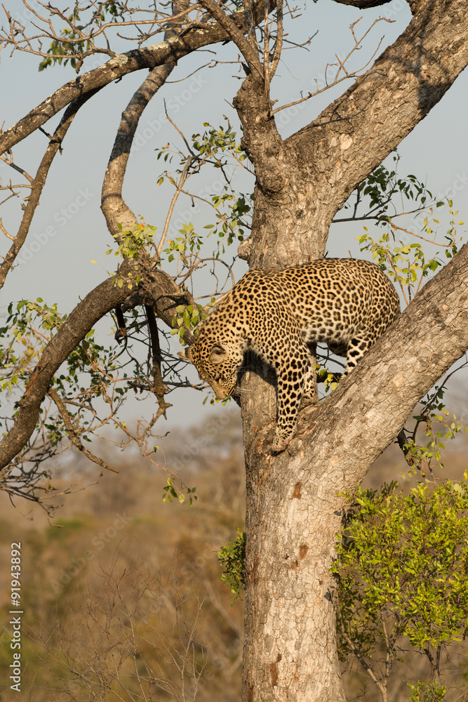 Jaguar Climbing Down Tree