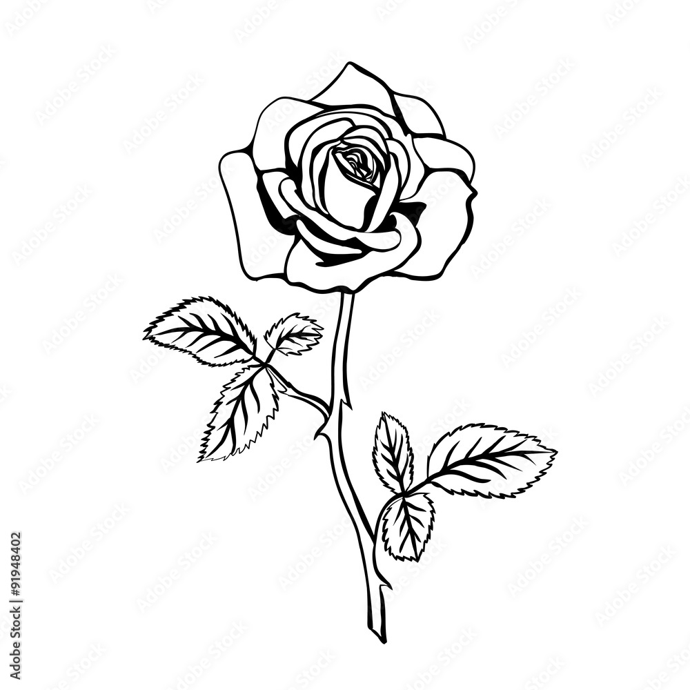Rose sketch. Stock-Vektorgrafik | Adobe Stock