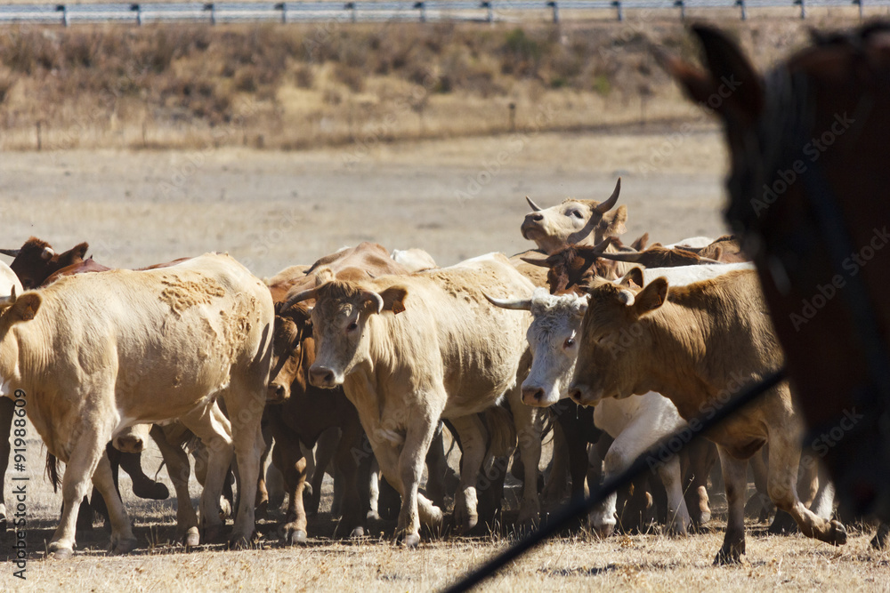 Vaqueros a caballo dirigiendo a las vacas. Rebaño de vacas mansas ...