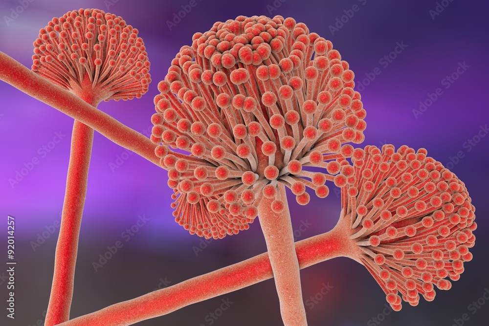 Fungi Aspergillus niger on colorful background, black mold, which ...
