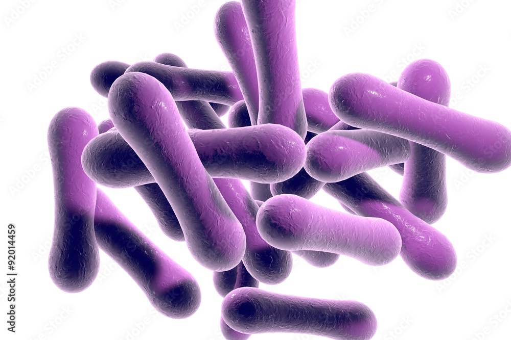 Diphtheria Bacteria