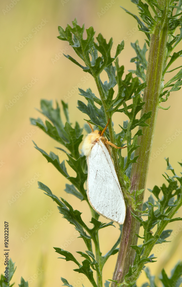 Ghost moth, Hepialus humuli Stock Photo | Adobe Stock