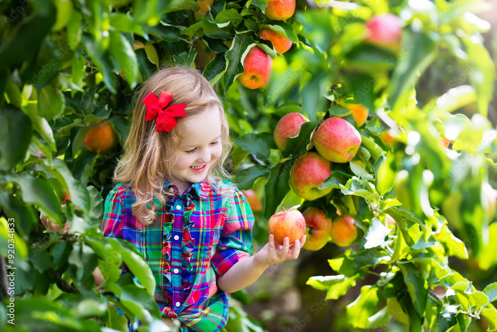 Little girl picking apples from tree in a fruit orchard Stock Photo ...