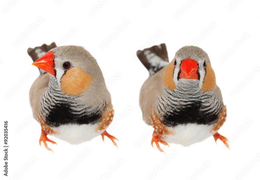 Zebra Finch male, isolated on white background with clipping path ...