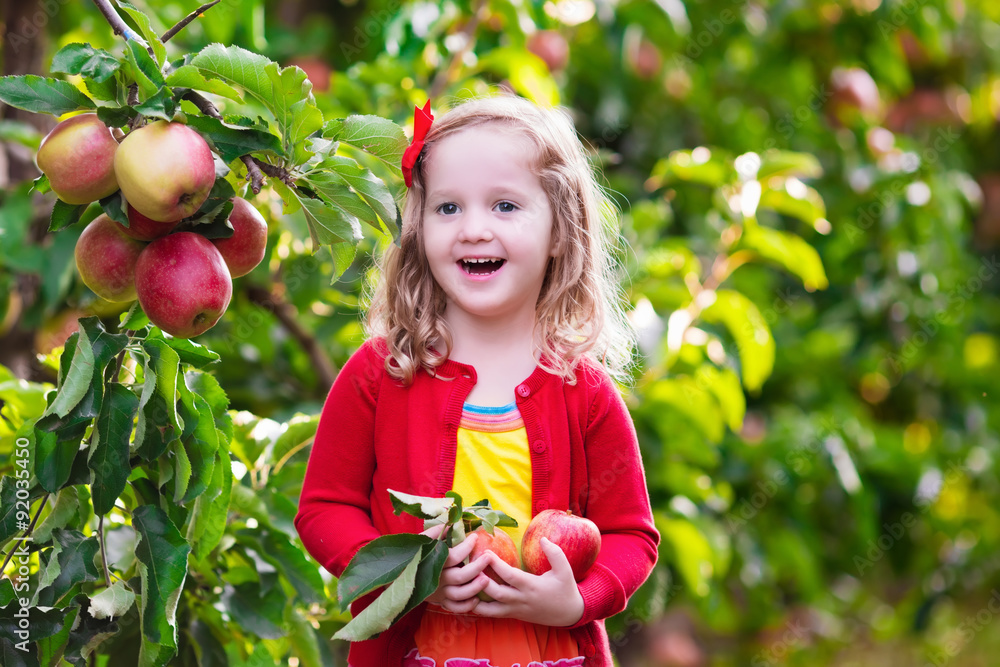 Little girl picking apples from tree in a fruit orchard Stock Photo ...