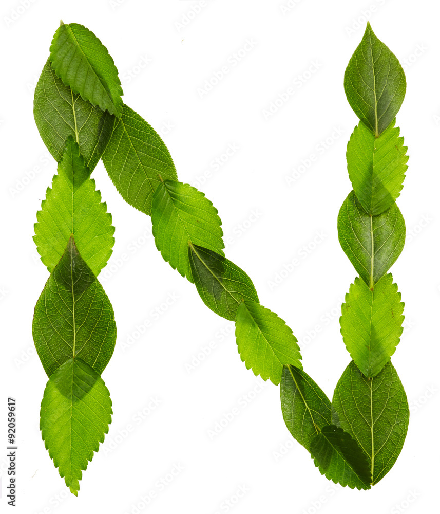 Alphabet from green leaves isolated on white background. Letter N Stock ...