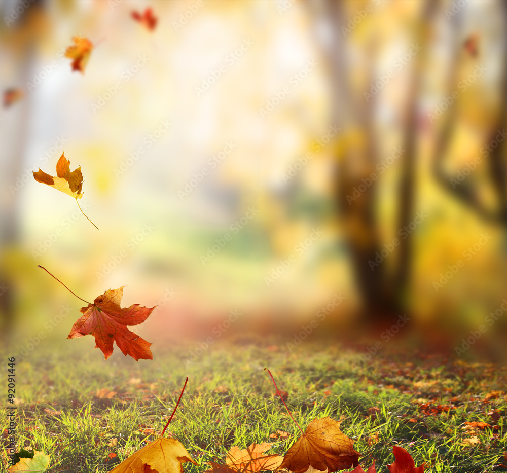 Falling Autumn Leaves background Stock-Foto | Adobe Stock Falling Autumn Leaves background Stock-Foto | Adobe Stock