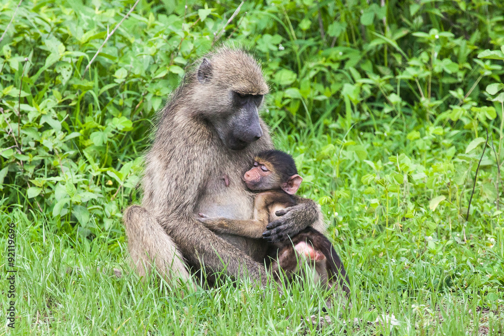 African Baby Baboon