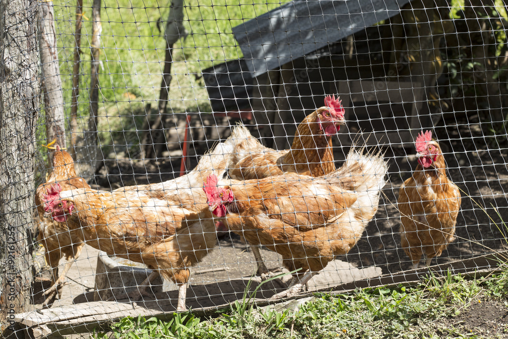 Gallina criolla en corral foto de Stock | Adobe Stock