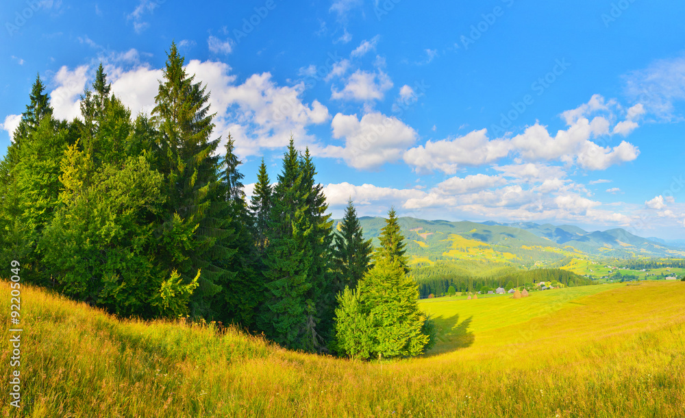 Summer forest Stock Photo | Adobe Stock