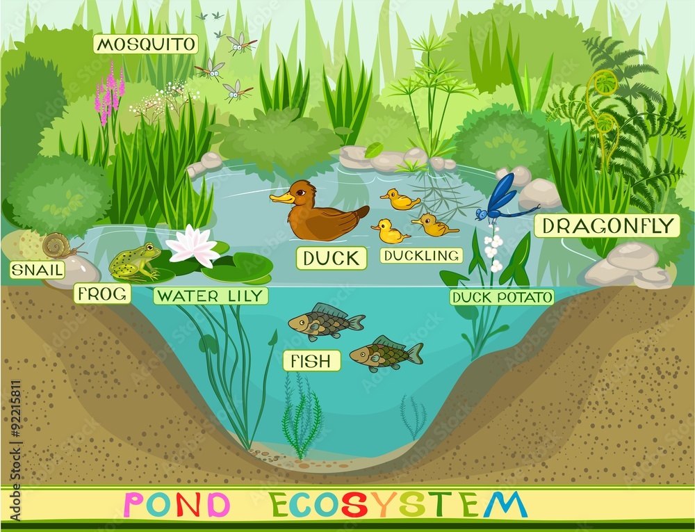 ecosystem of pond Stock Vector | Adobe Stock