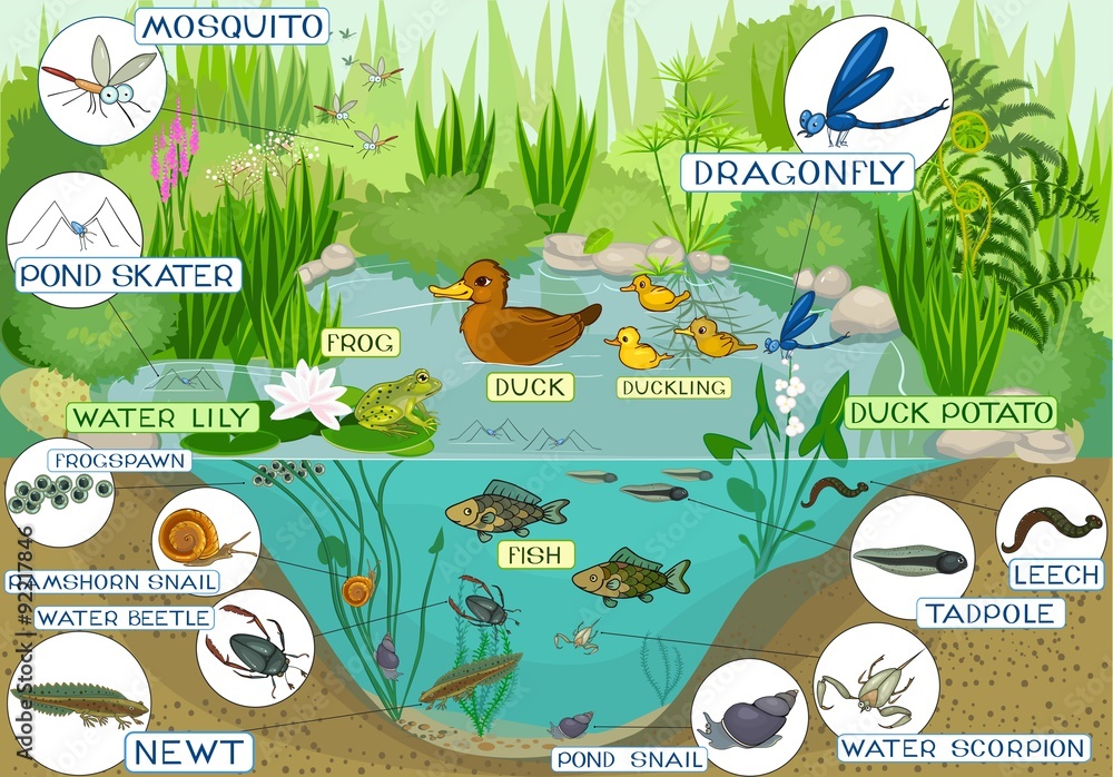 ecosystem of pond Stock Vector | Adobe Stock