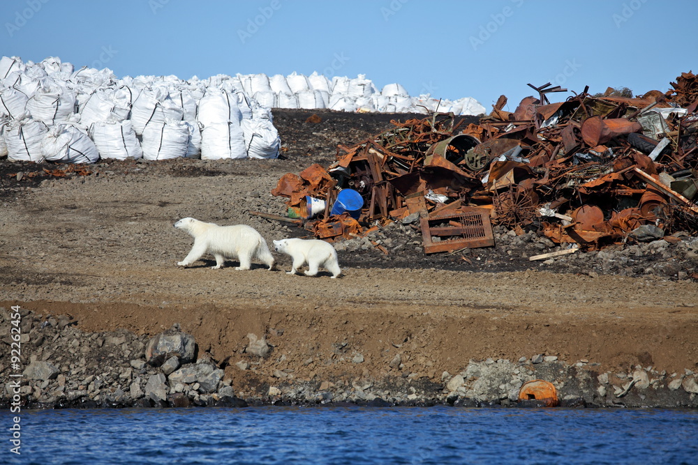 Polar bear survival in Arctic – pollution problems Stock Photo | Adobe ...