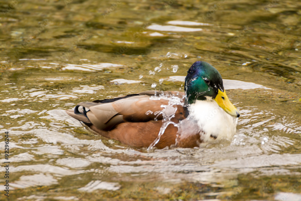 Enten Stock Photo | Adobe Stock