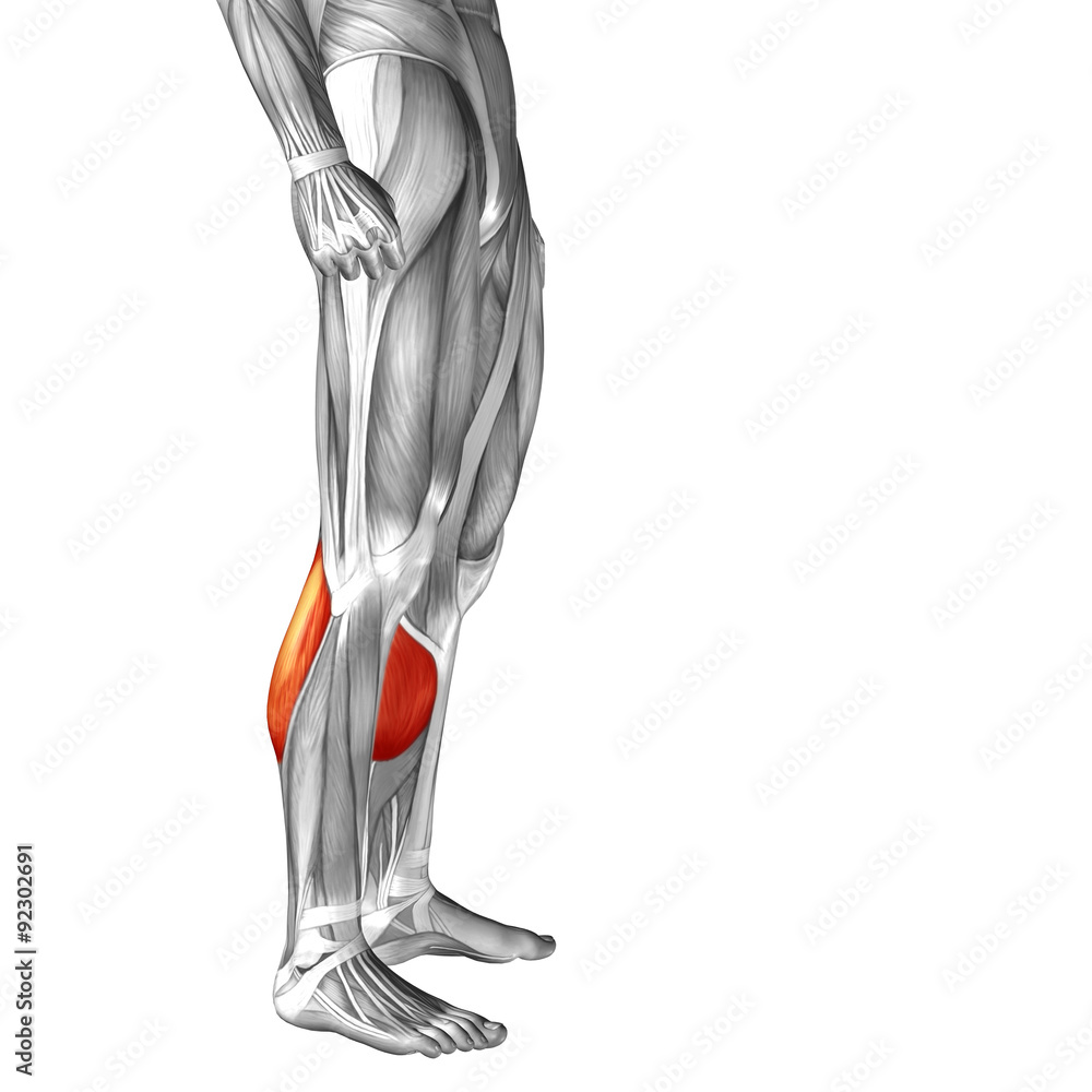Conceptual 3D human front lower leg muscle anatomy Stock Illustration ...