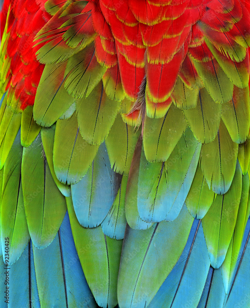 Red Parrot Feathers